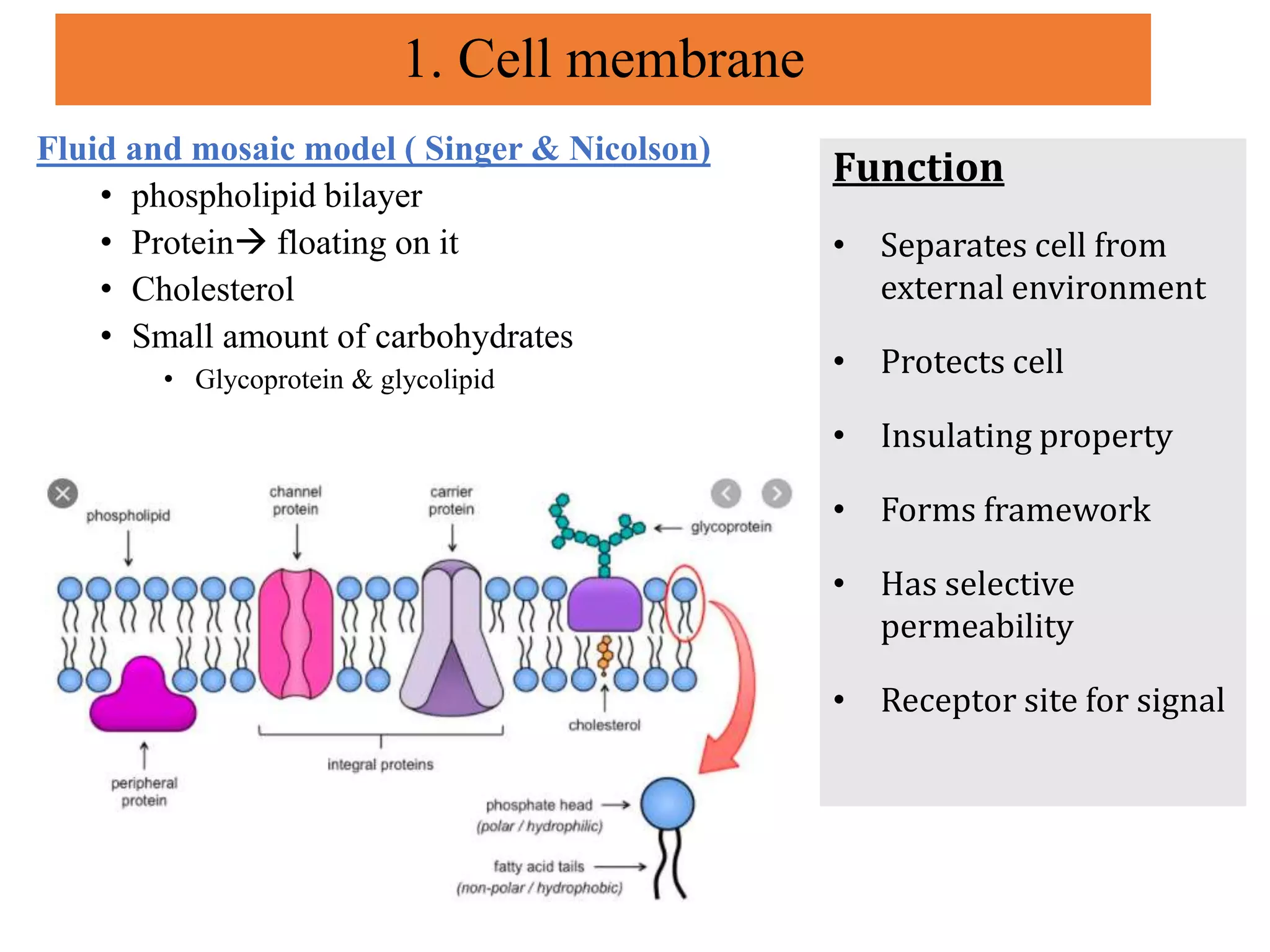 Cell and cell organelles | PPTX