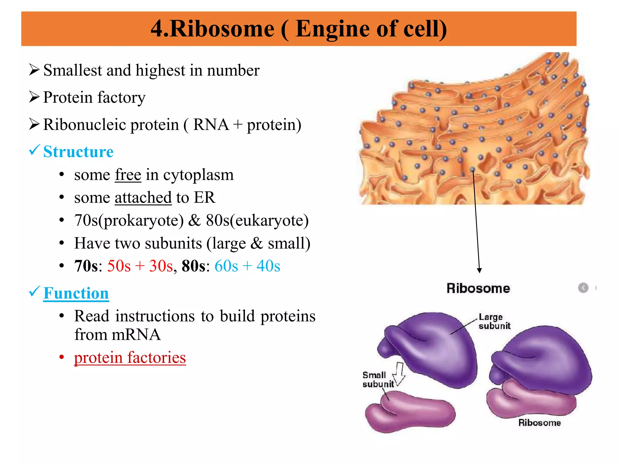 Cell and cell organelles | PPTX