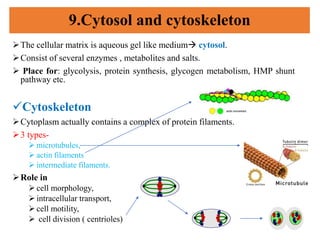 Cell and cell organelles | PPTX