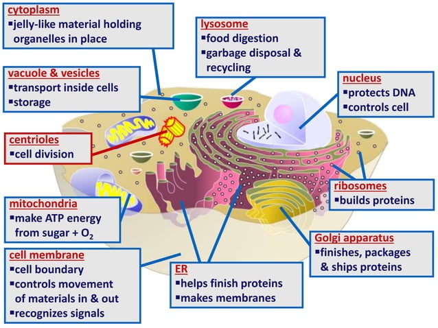 Cell and cell organelles | PPTX