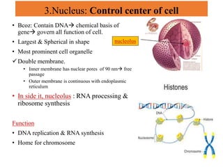 Cell and cell organelles | PPTX