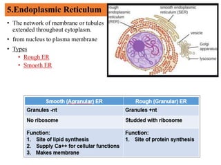 Cell and cell organelles | PPTX