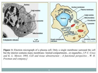 Eukaryotic cell | PPTX
