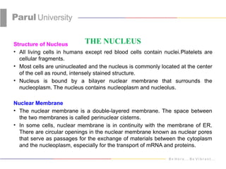 cell organelle and Its composition function | PPT