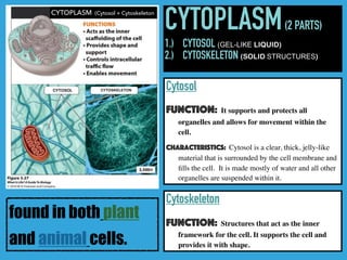 Cell Organelles | PDF