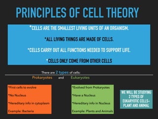 Cell Organelles | PDF
