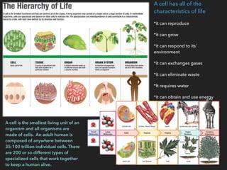 Cell Organelles | PDF
