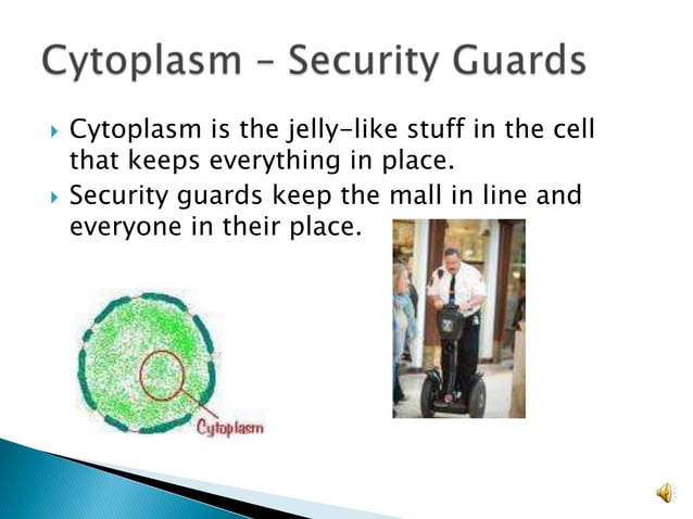 Cell Organelle Analogies | PPTX | Biological Sciences | Science