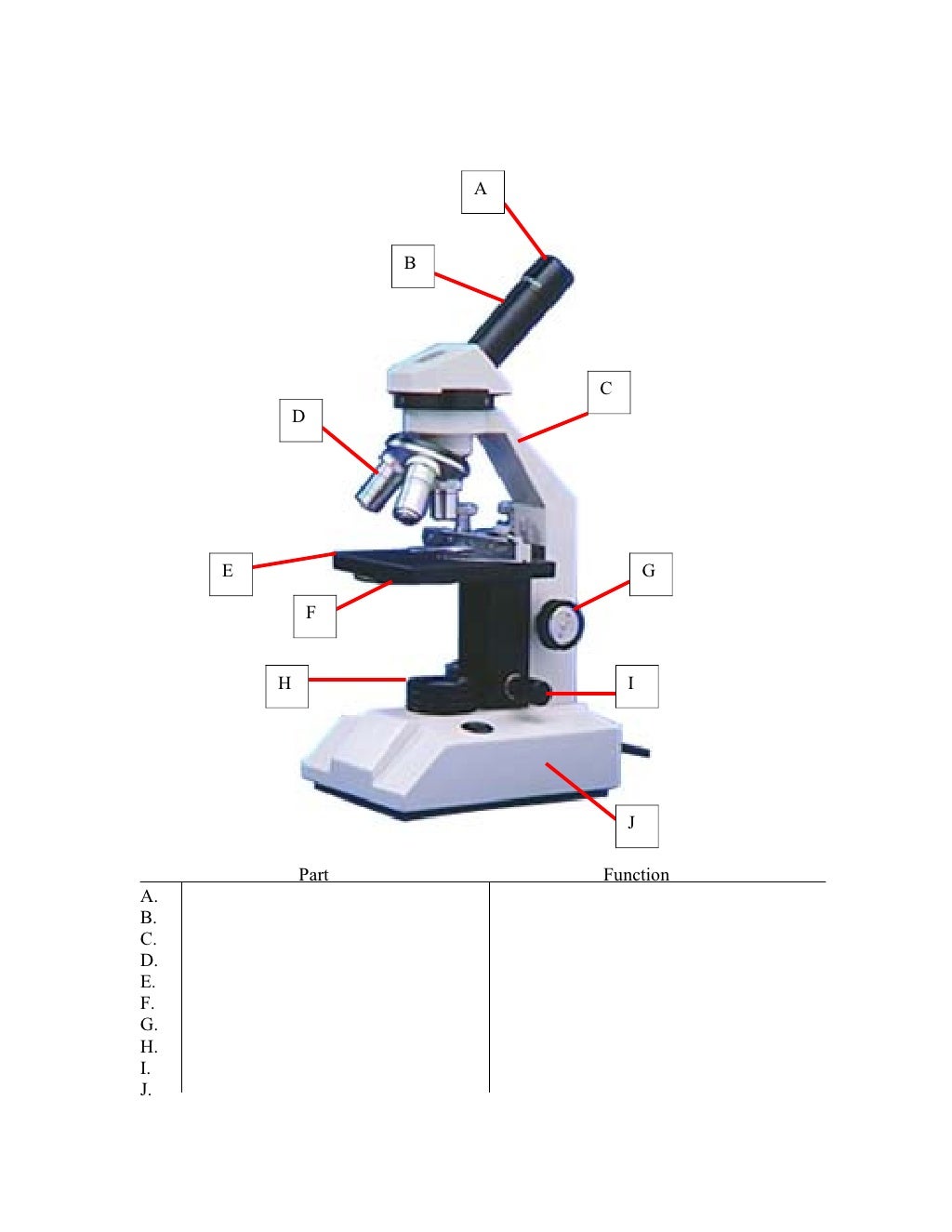 Biology Cell Organelle Crossword Puzzle Microscope Review Biology Cell Organelle Crossword Puzzle Microscope Review