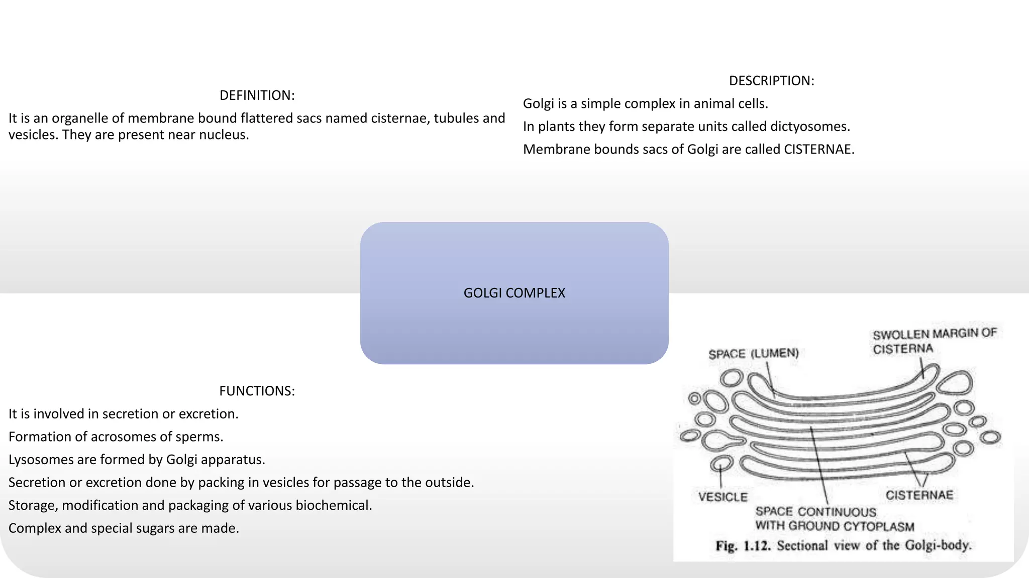 Cell organelle graphic organiser (1) copy | PPTX