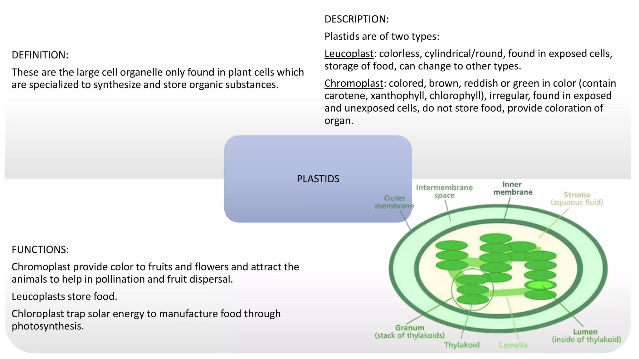 Cell organelle graphic organiser (1) copy | PPTX