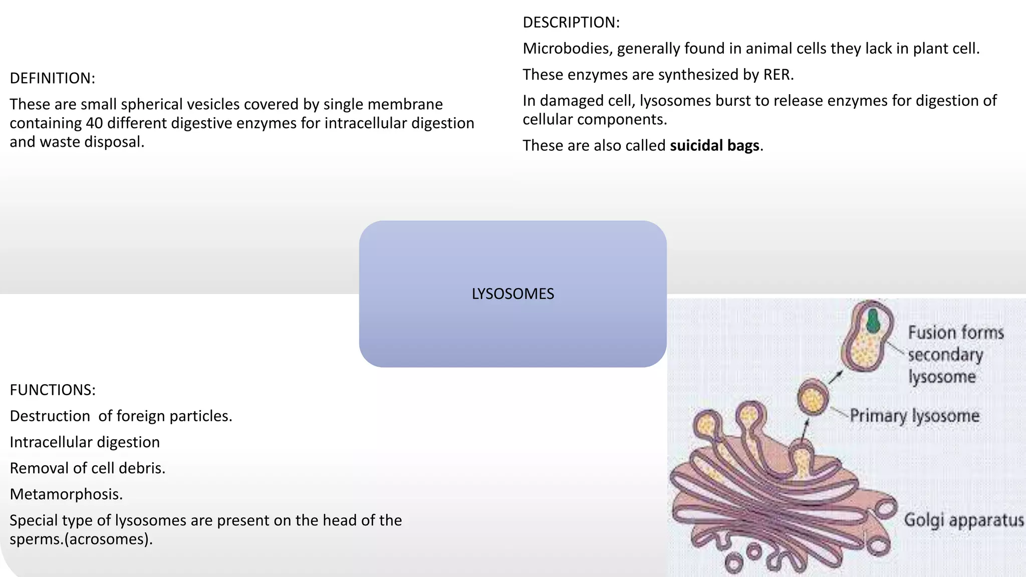 Cell organelle graphic organiser (1) copy | PPTX