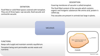 Cell organelle graphic organiser (1) copy | PPTX