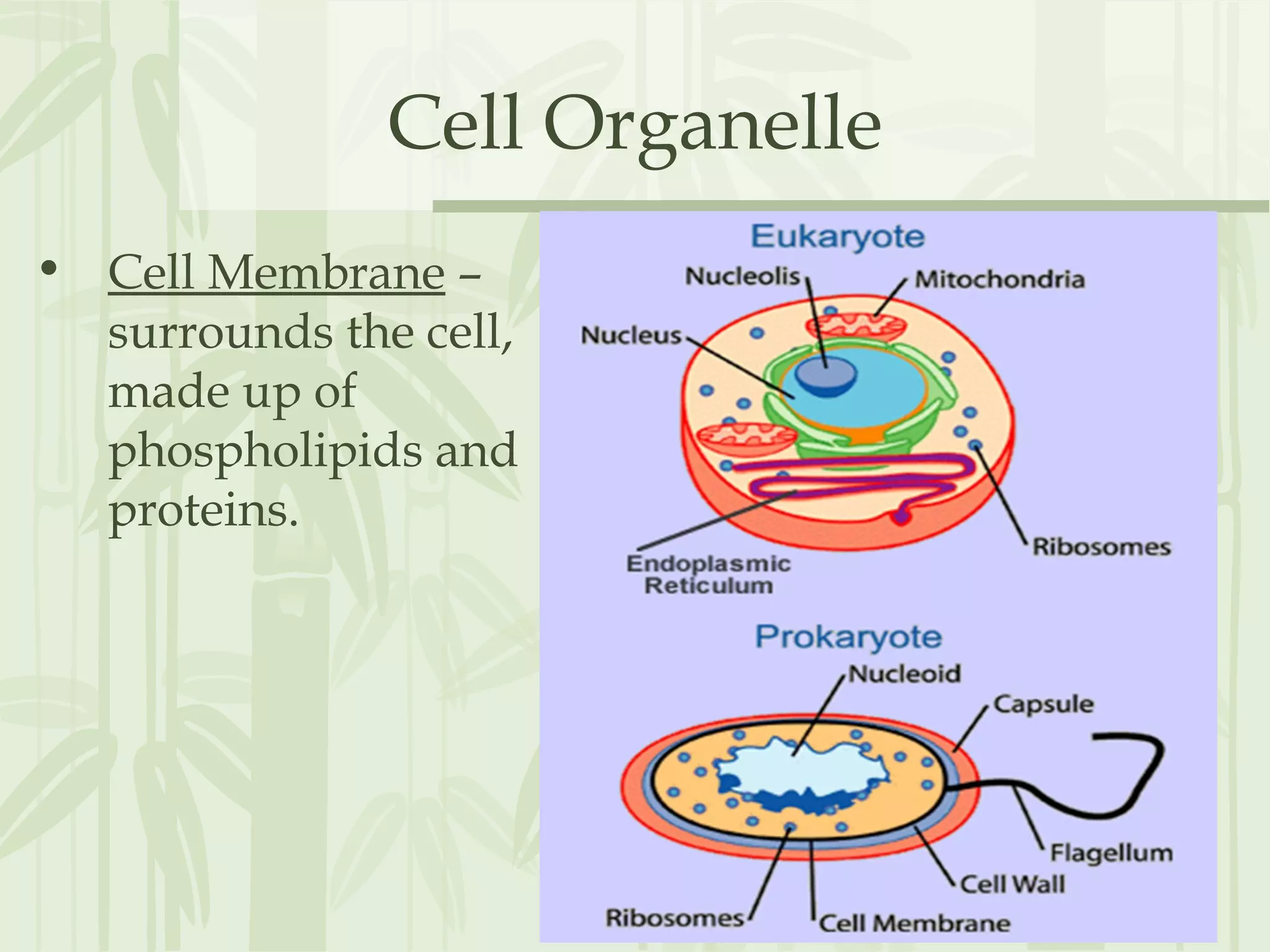 Cell Organelle Notes | PPT