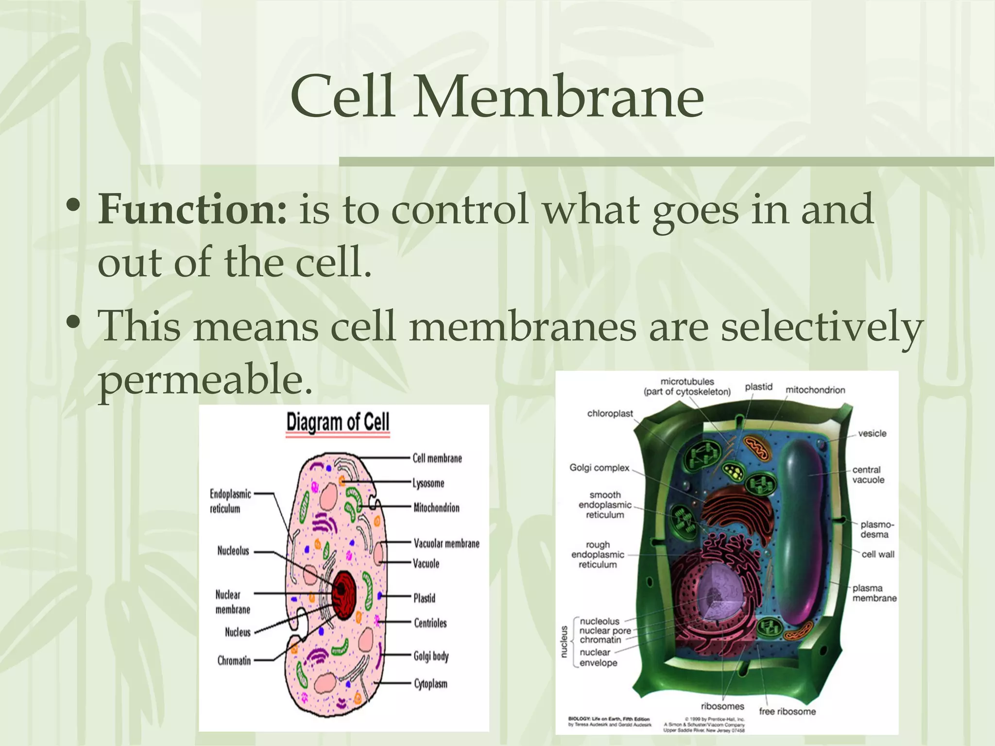 Cell Organelle Notes | PPT | Free Download