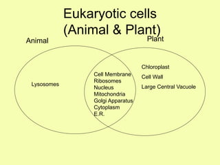 Cell_Organelle_Notes.ppt