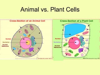 Cell_Organelle_Notes.ppt