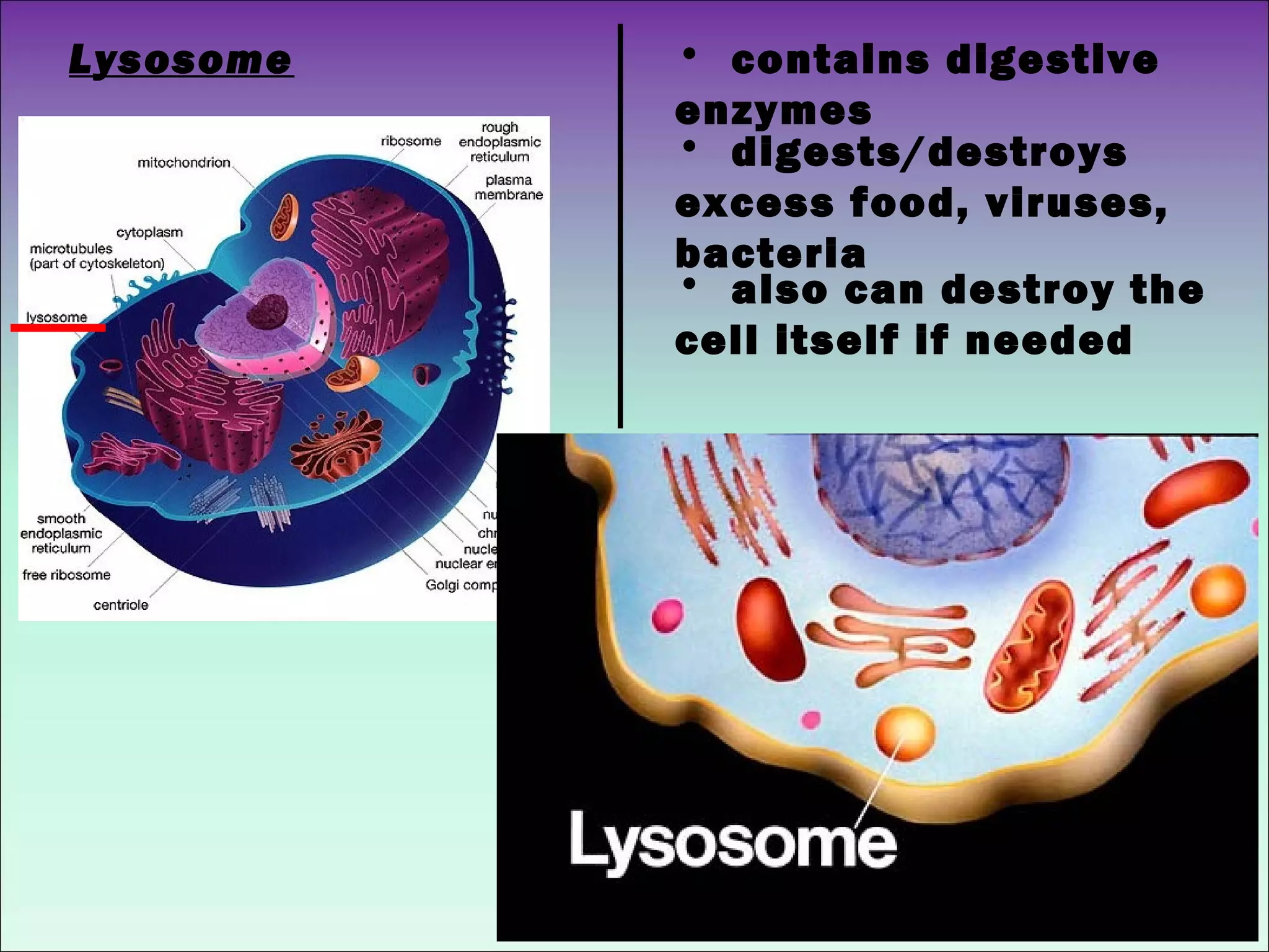Cell Organelle PowerPoint Presentation | PPT