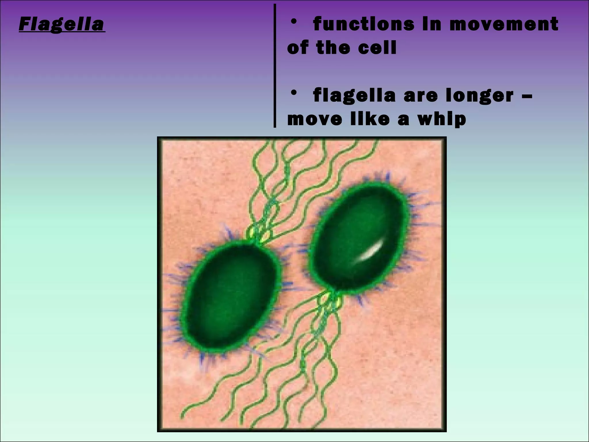Cell Organelle PowerPoint Presentation | PPT
