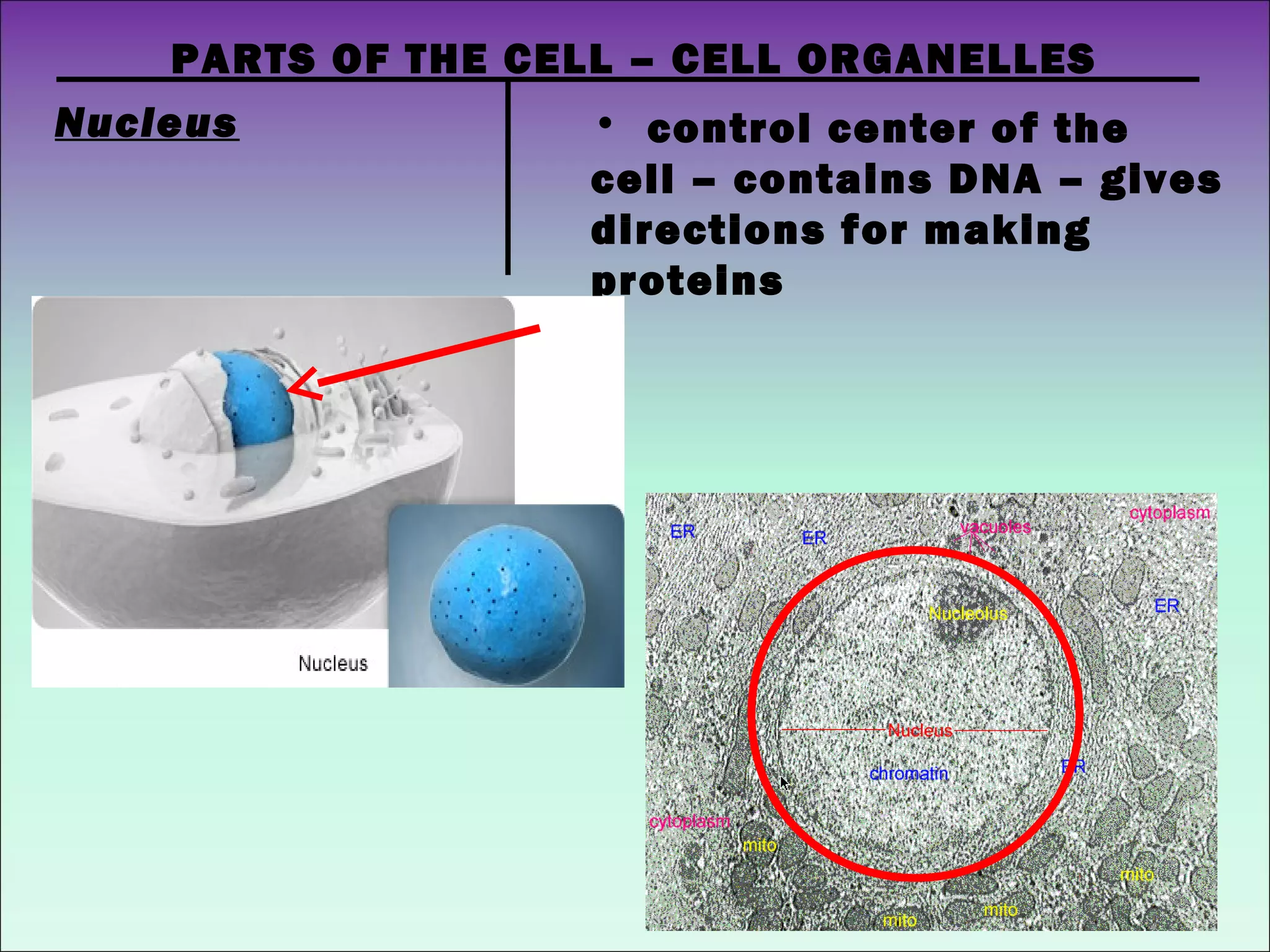 Cell Organelle PowerPoint Presentation | PPT
