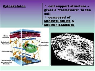Cell Organelle PowerPoint Presentation | PPT