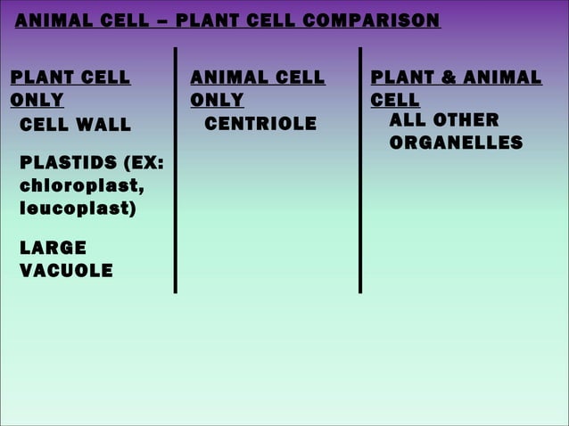 Cell Organelle PowerPoint Presentation | PPT