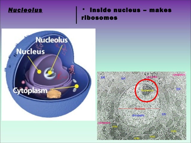 Cell Organelle PowerPoint Presentation | PPT