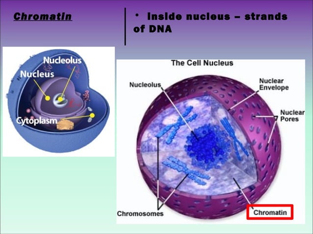 Cell Organelle PowerPoint Presentation | PPT