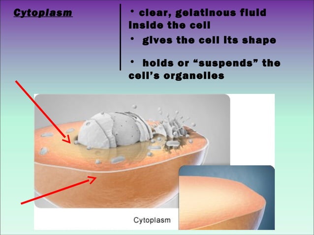 Cell Organelle PowerPoint Presentation | PPT