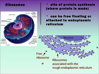 Cell Organelle PowerPoint Presentation | PPT