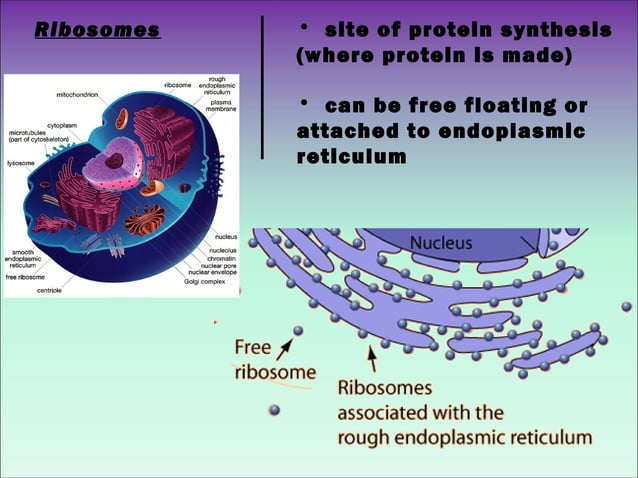 Cell Organelle PowerPoint Presentation | PPT