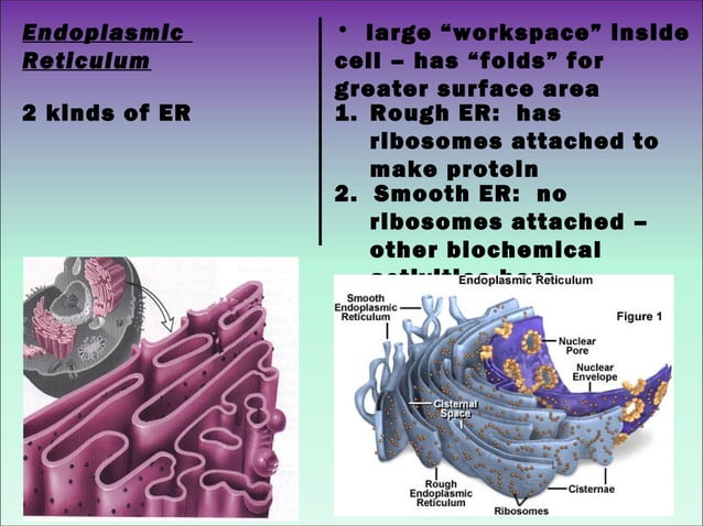Cell Organelle PowerPoint Presentation | PPT