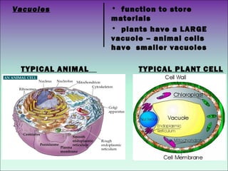 Cell Organelle PowerPoint Presentation | PPT