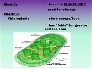Organelle Examples