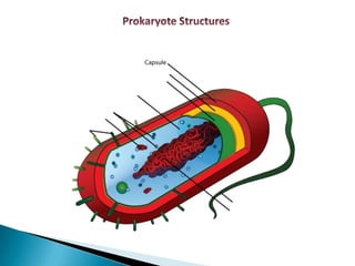 Cell organelle presentation | PPTX