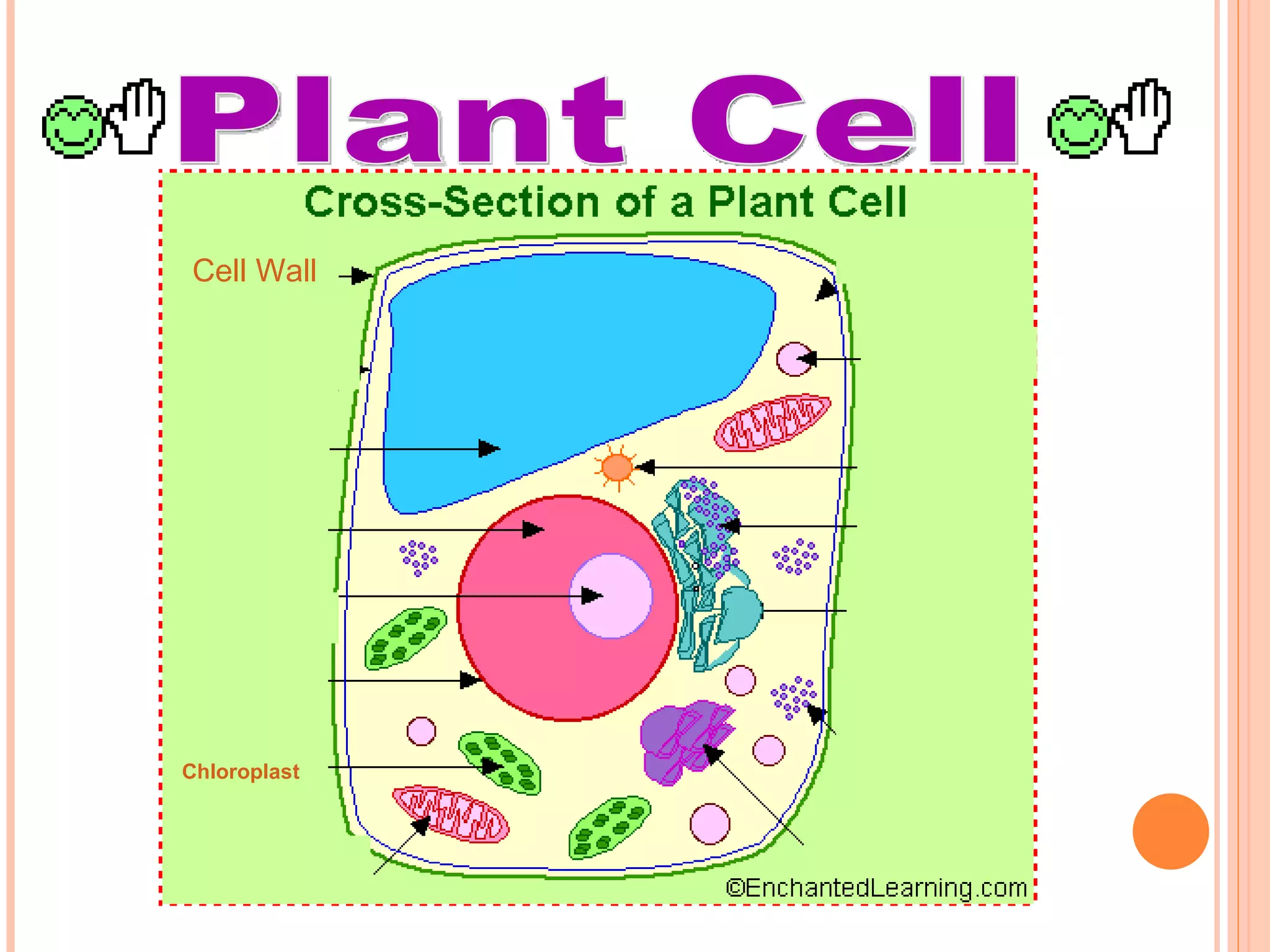 Cell organelle review | PPT