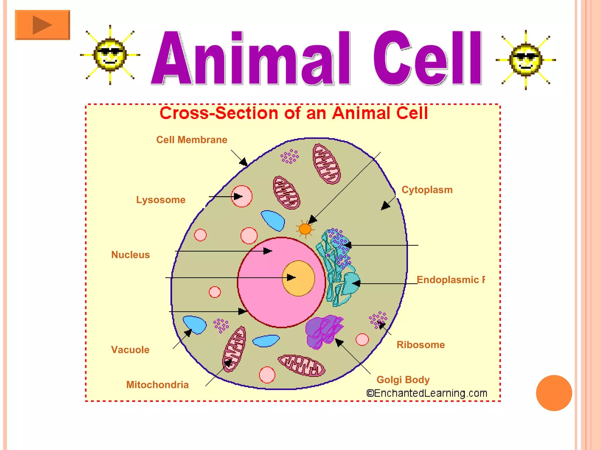 Cell organelle review | PPT