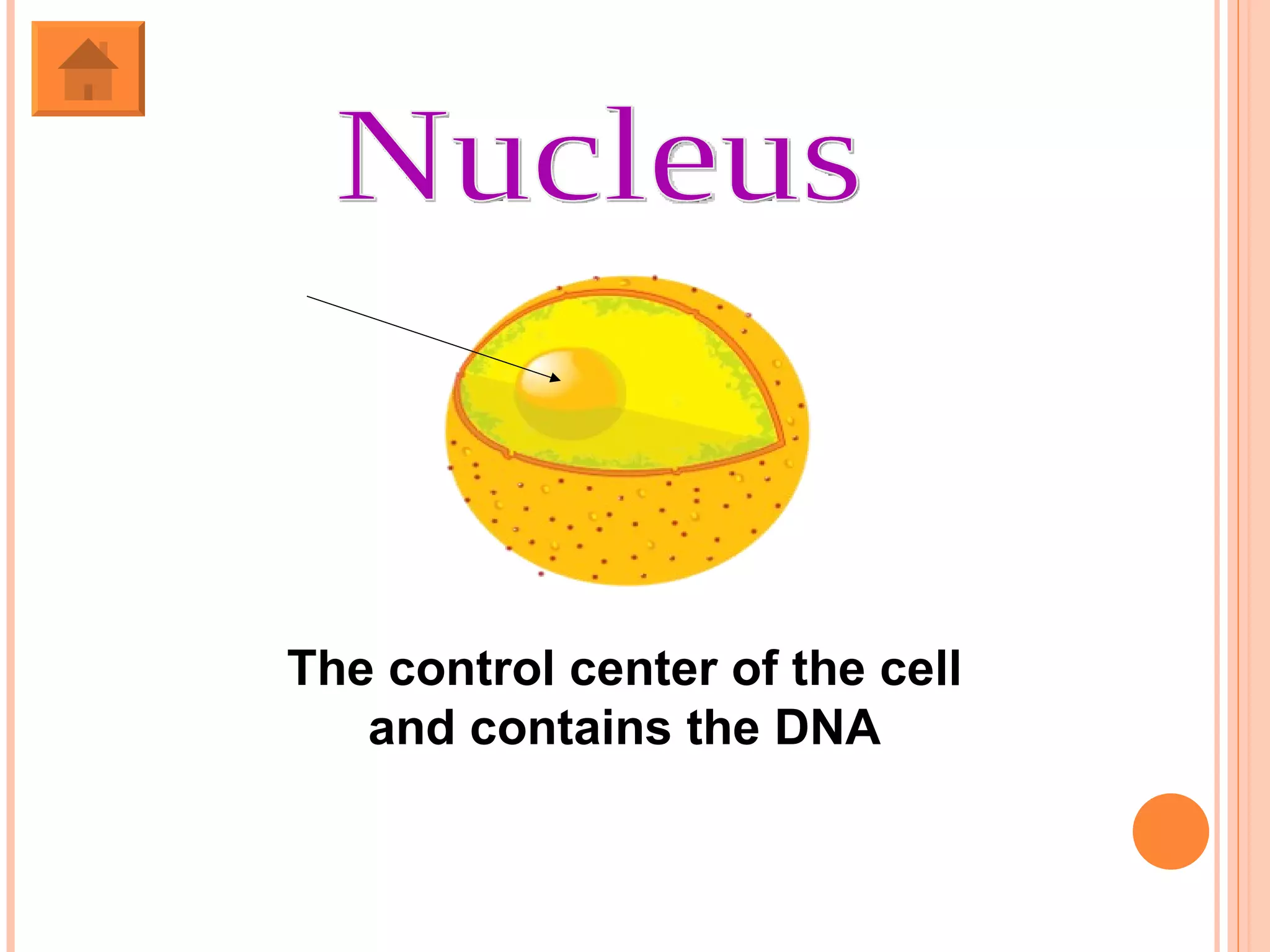 Cell organelle review | PPT
