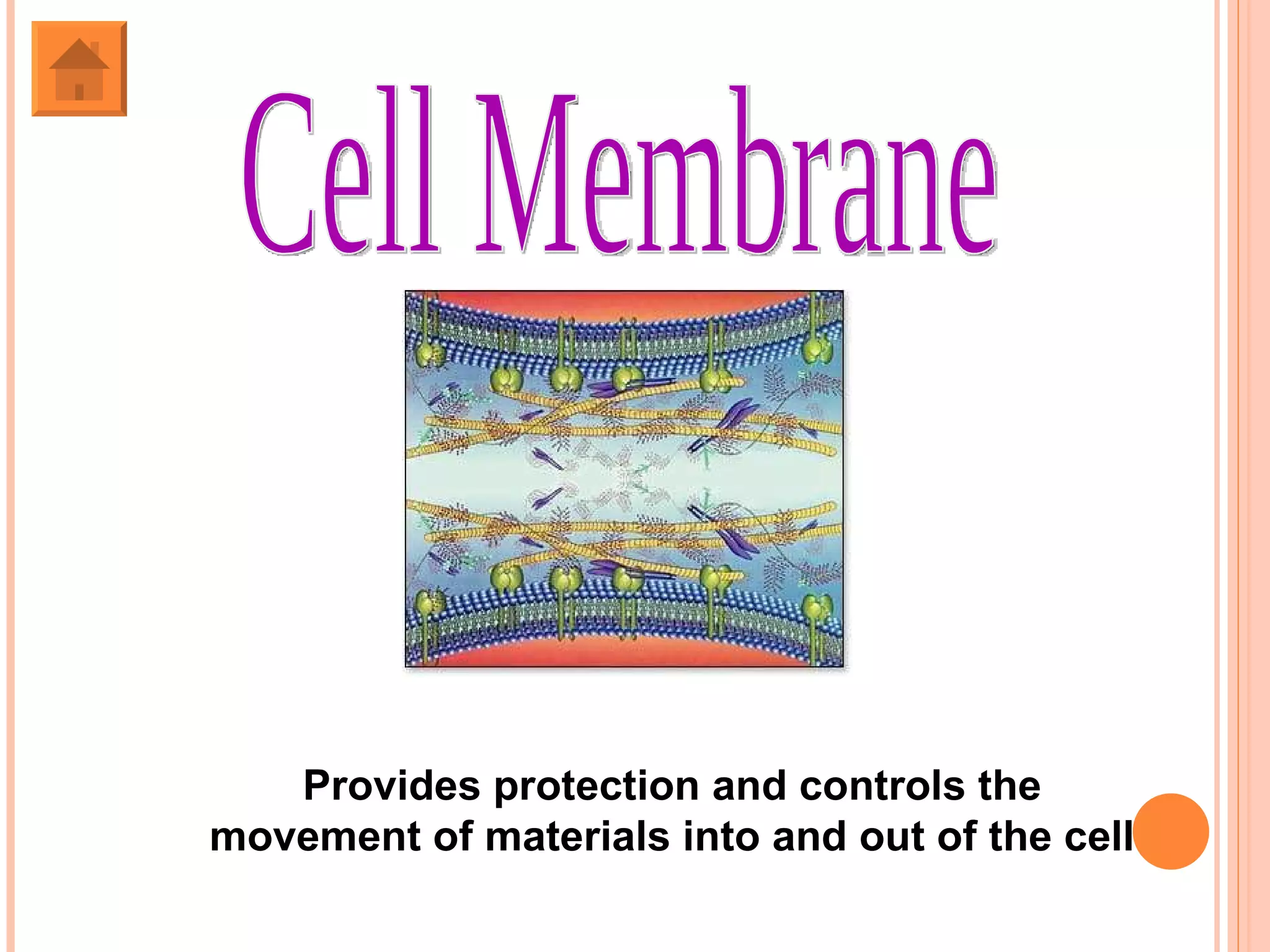 Cell organelle review | PPT