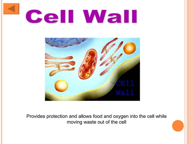 Cell organelle review | PPT