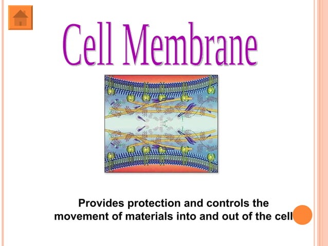 Cell organelle review | PPT