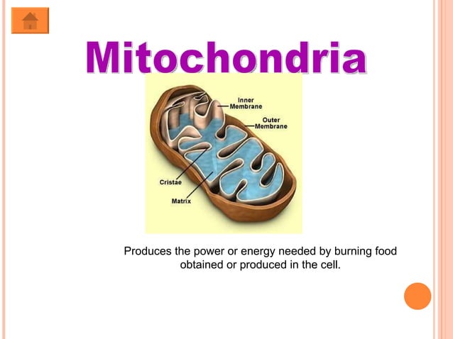 Cell organelle review | PPT