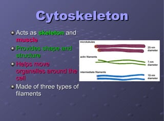 Cell Organelles | PPT | Biological Sciences | Science