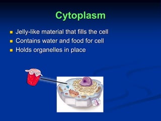 cell:structure and organalle | PPT