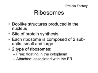Cell Organelles Power Point | PPT