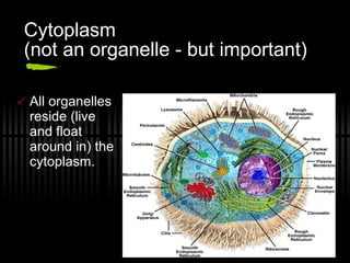 Cell organelles | PPT