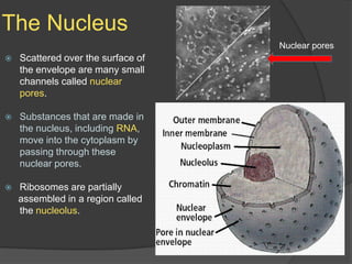 Cell organelles | PPTX