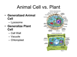 Cell organelles | PPT