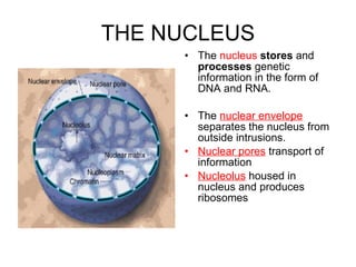 Cell organelles | PPT