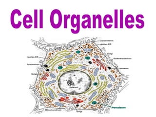 Cell organelles | PPT